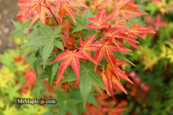 Buy Acer palmatum 'Chisio Imrpoved' Red Japanese Maple — Mr Maple │ Buy ...