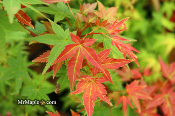 Buy Acer palmatum 'Chisio Imrpoved' Red Japanese Maple — Mr Maple │ Buy ...