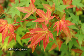 Buy Acer palmatum 'Chisio Imrpoved' Red Japanese Maple — Mr Maple │ Buy ...