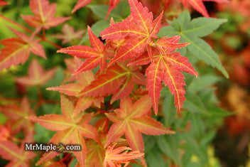 Buy Acer palmatum 'Chisio Imrpoved' Red Japanese Maple — Mr Maple │ Buy ...