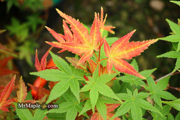 Buy Acer palmatum 'Chisio Imrpoved' Red Japanese Maple — Mr Maple │ Buy ...