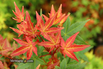 Buy Acer palmatum 'Chisio Imrpoved' Red Japanese Maple — Mr Maple │ Buy ...
