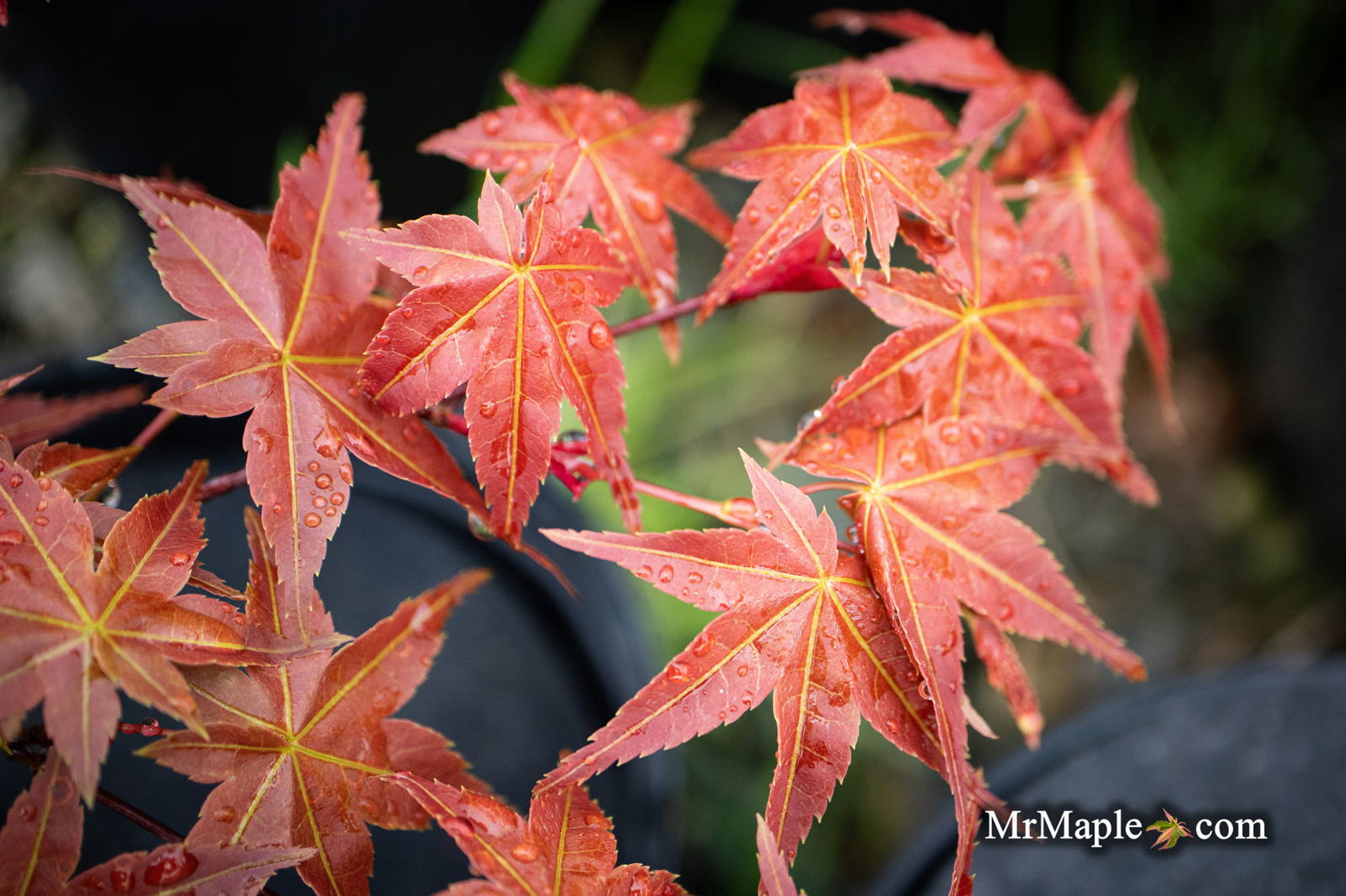Buy Acer palmatum 'Chisio Imrpoved' Red Japanese Maple — Mr Maple │ Buy ...