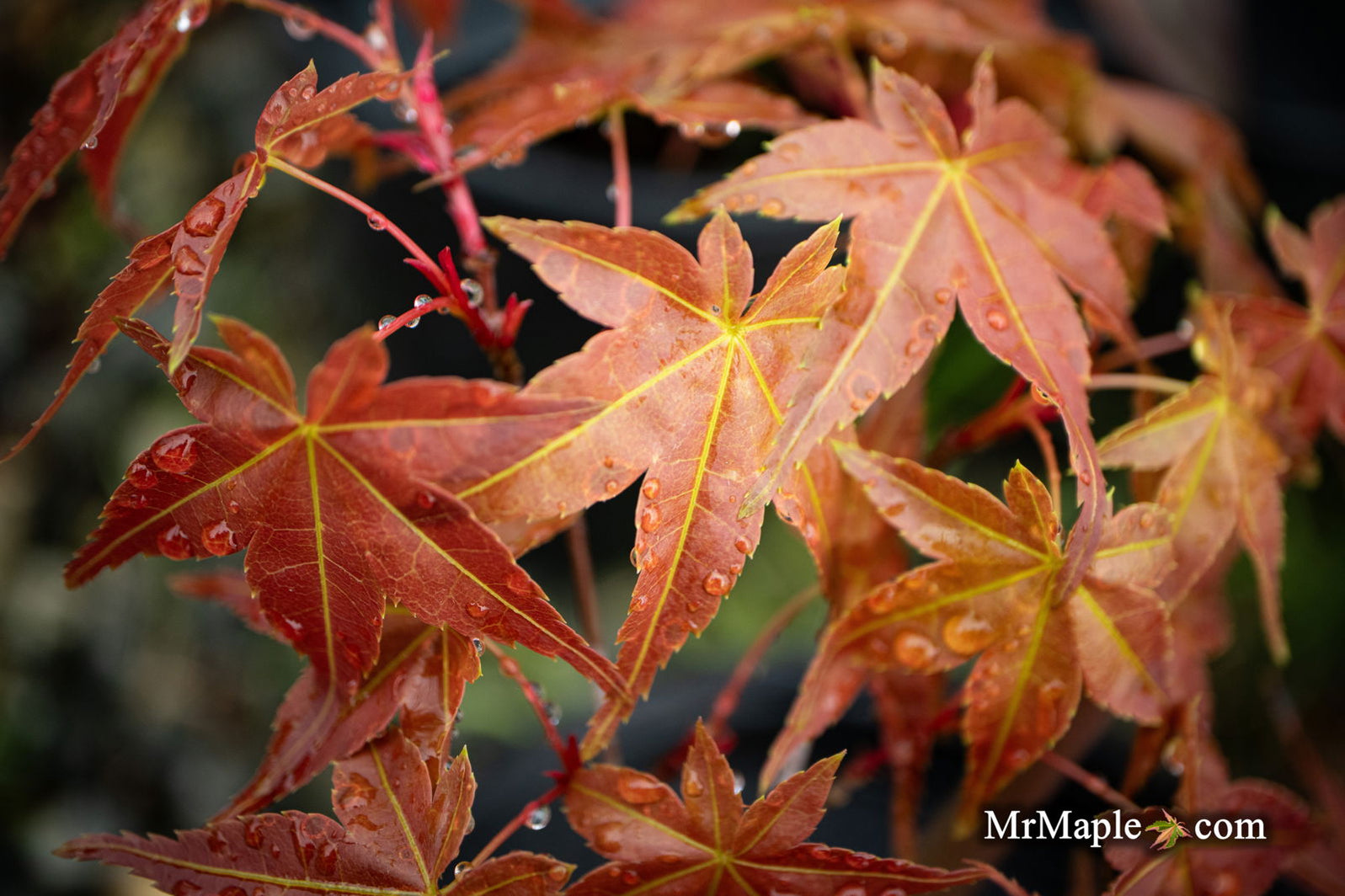 Buy Acer palmatum 'Chisio Imrpoved' Red Japanese Maple — Mr Maple │ Buy ...
