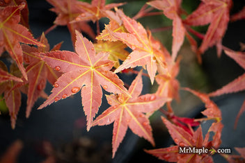 Buy Acer palmatum 'Chisio Imrpoved' Red Japanese Maple — Mr Maple │ Buy ...