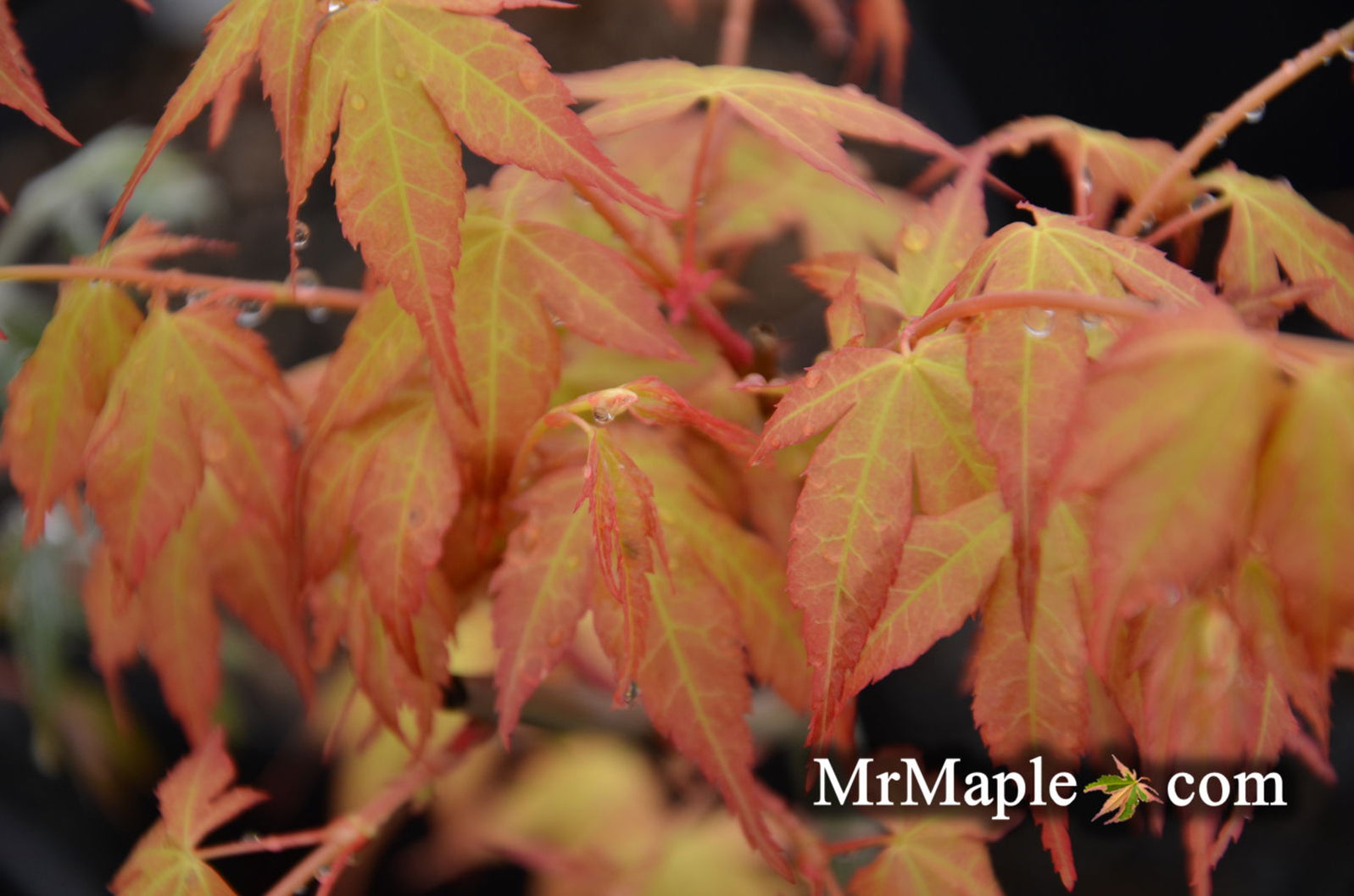 Buy Zone 9 Heat Tolerant Japanese Maples — Mr Maple │ Buy Japanese ...