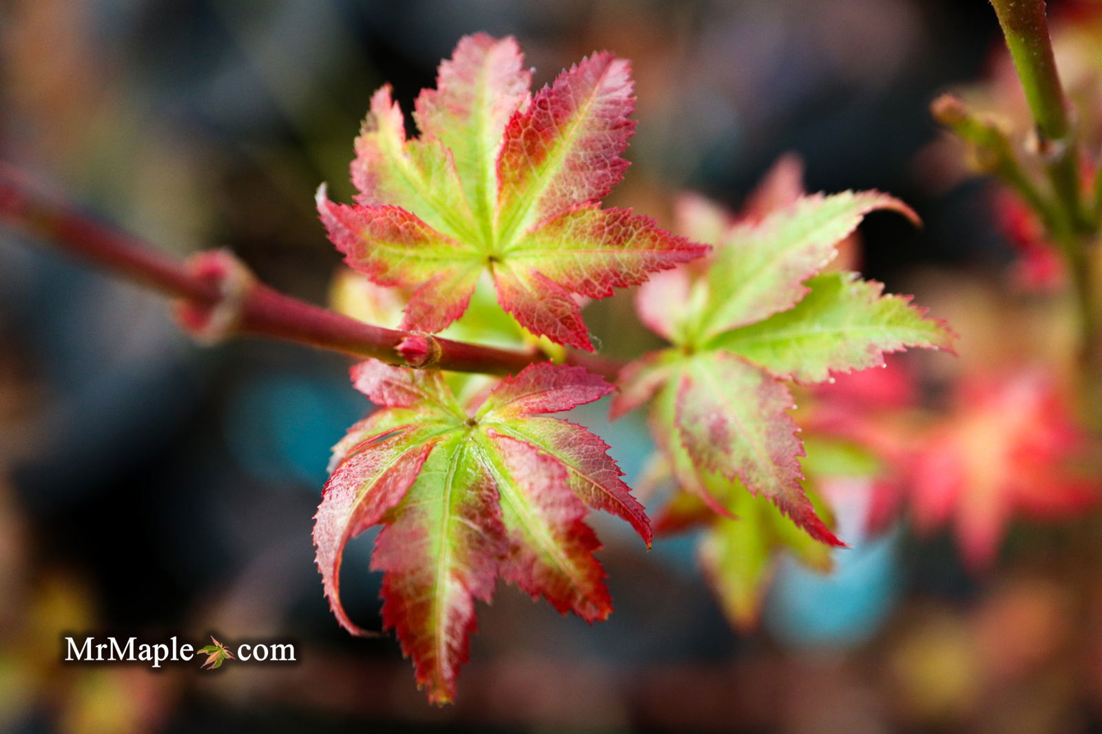 Buy Acer palmatum 'Climate Change' Japanese Maple — Mr Maple │ Buy ...