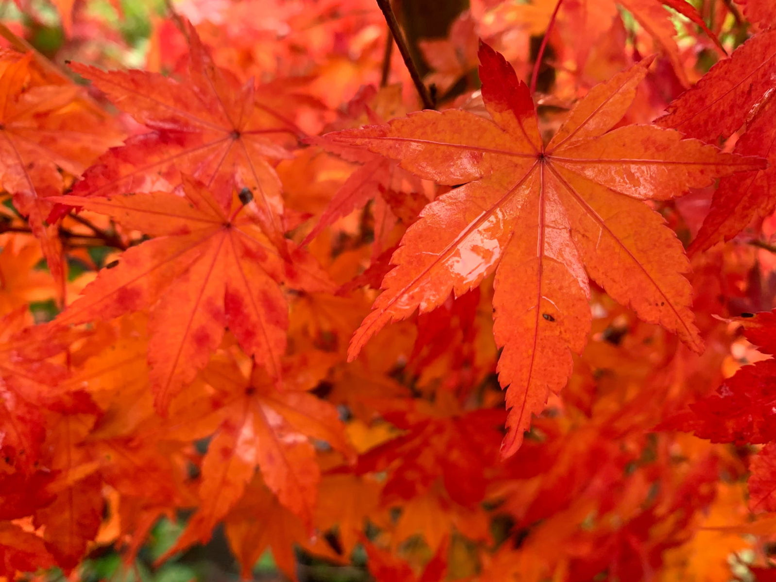 Buy Japanese Maples North Carolina — Mr Maple │ Buy Japanese Maple Trees