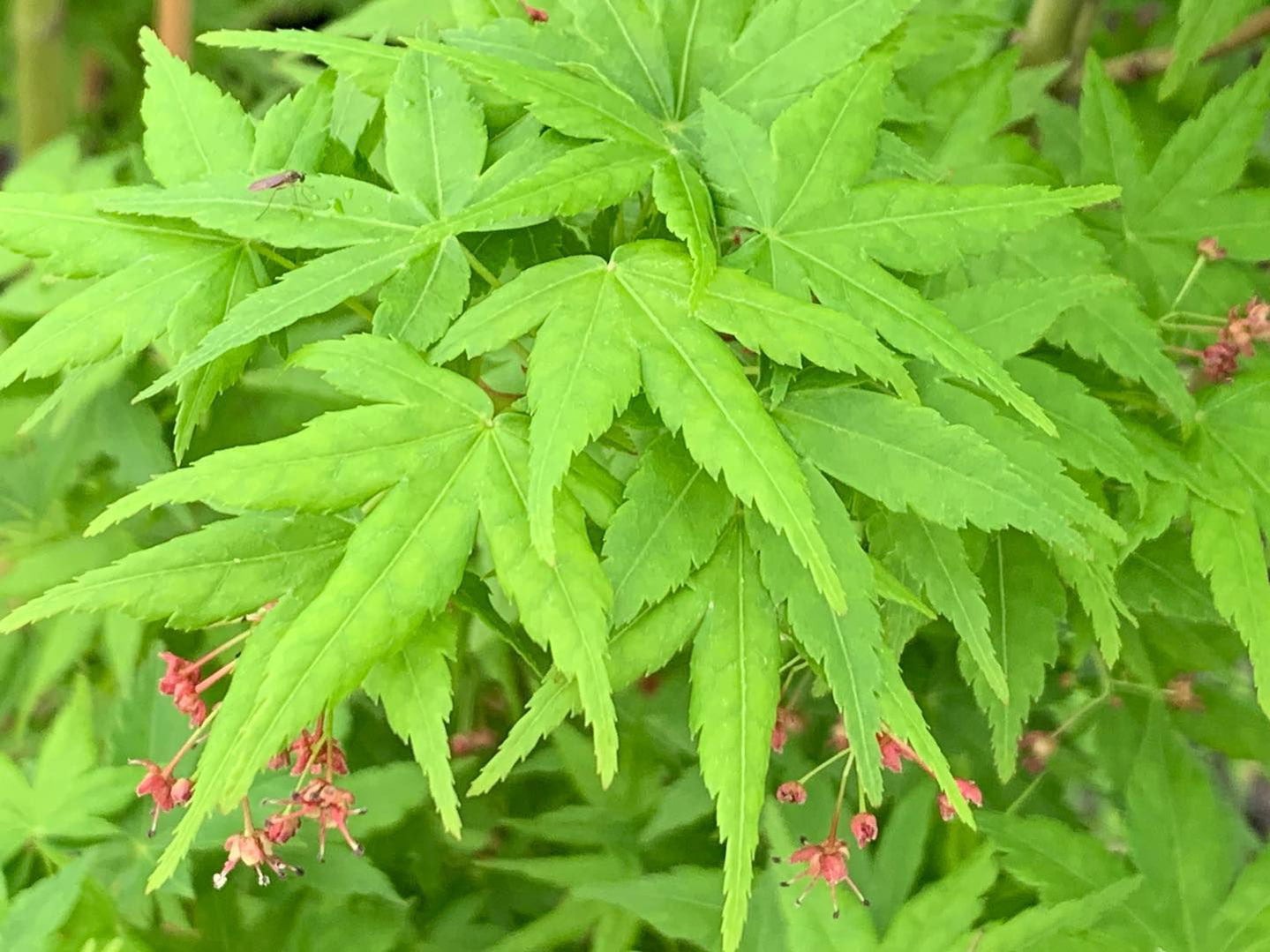 Buy Zone 9 Heat Tolerant Japanese Maples — Mr Maple │ Buy Japanese ...