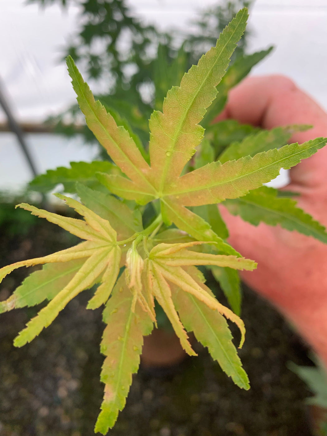 Buy Acer palmatum 'Columnar' Japanese Maple — Mr Maple │ Buy Japanese ...