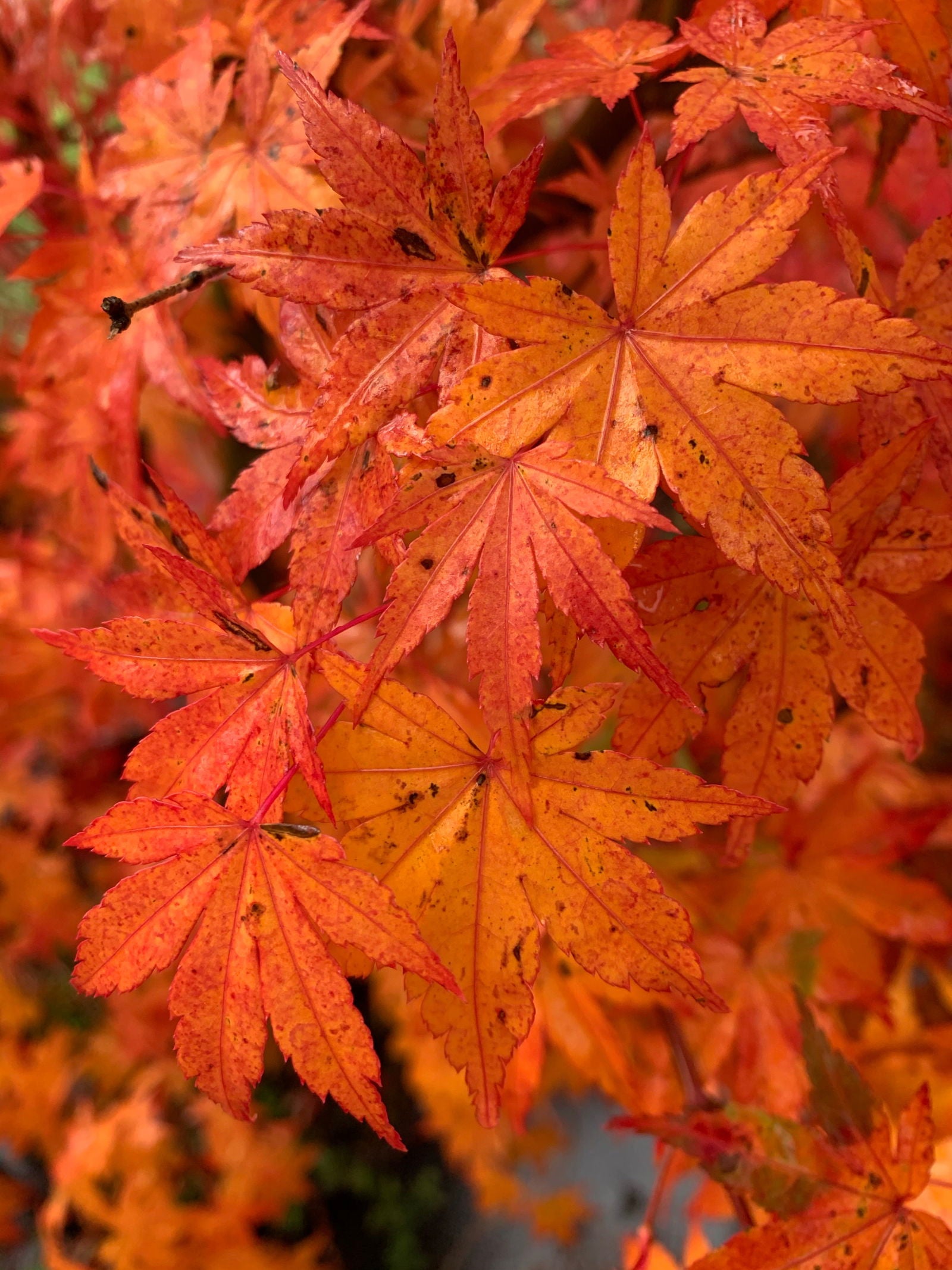 Buy Acer palmatum 'Columnar' Japanese Maple — Mr Maple │ Buy Japanese ...