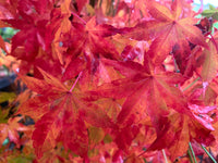 Buy Acer palmatum 'Columnar' Japanese Maple — Mr Maple │ Buy Japanese ...