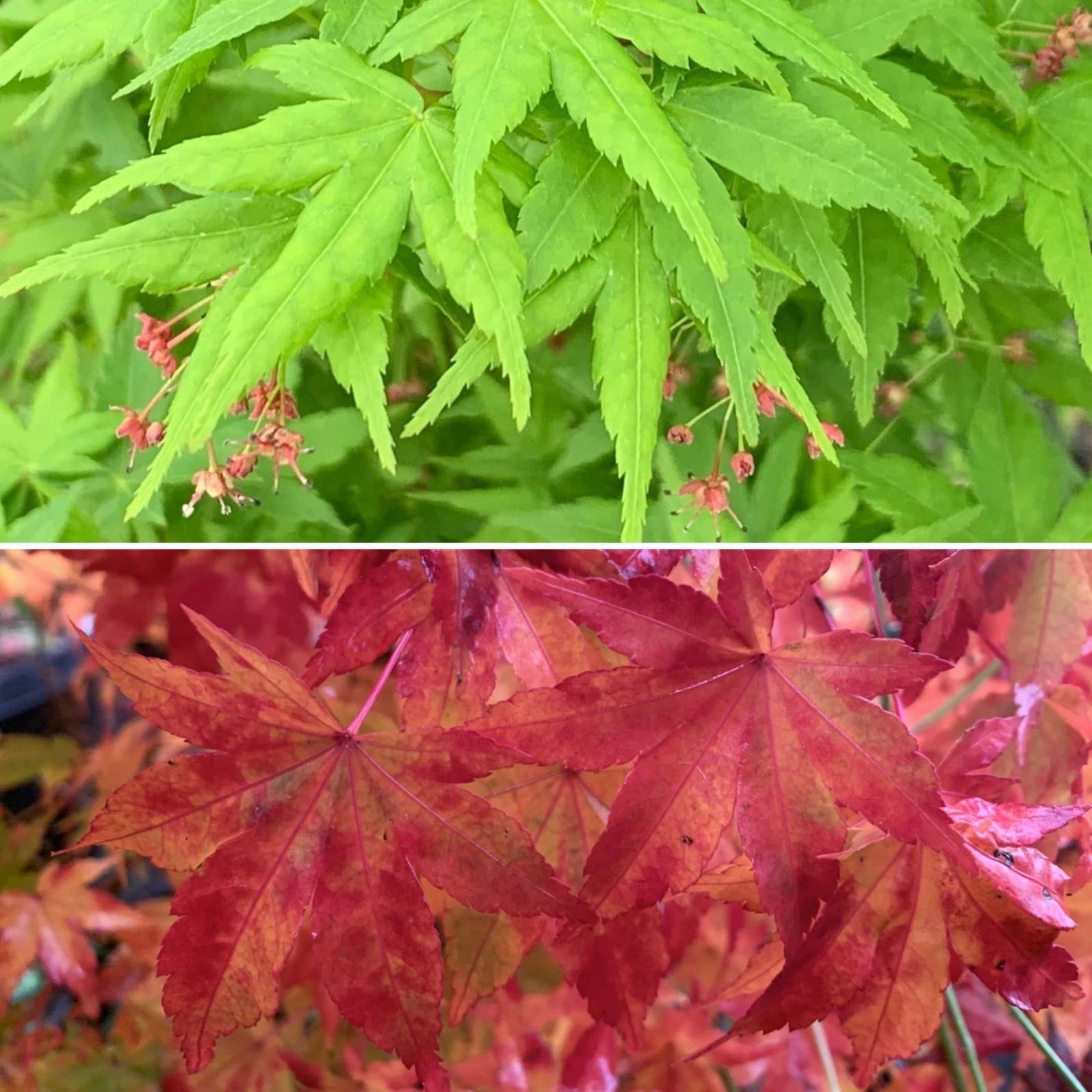 Buy Acer palmatum 'Columnar' Japanese Maple — Mr Maple │ Buy Japanese ...