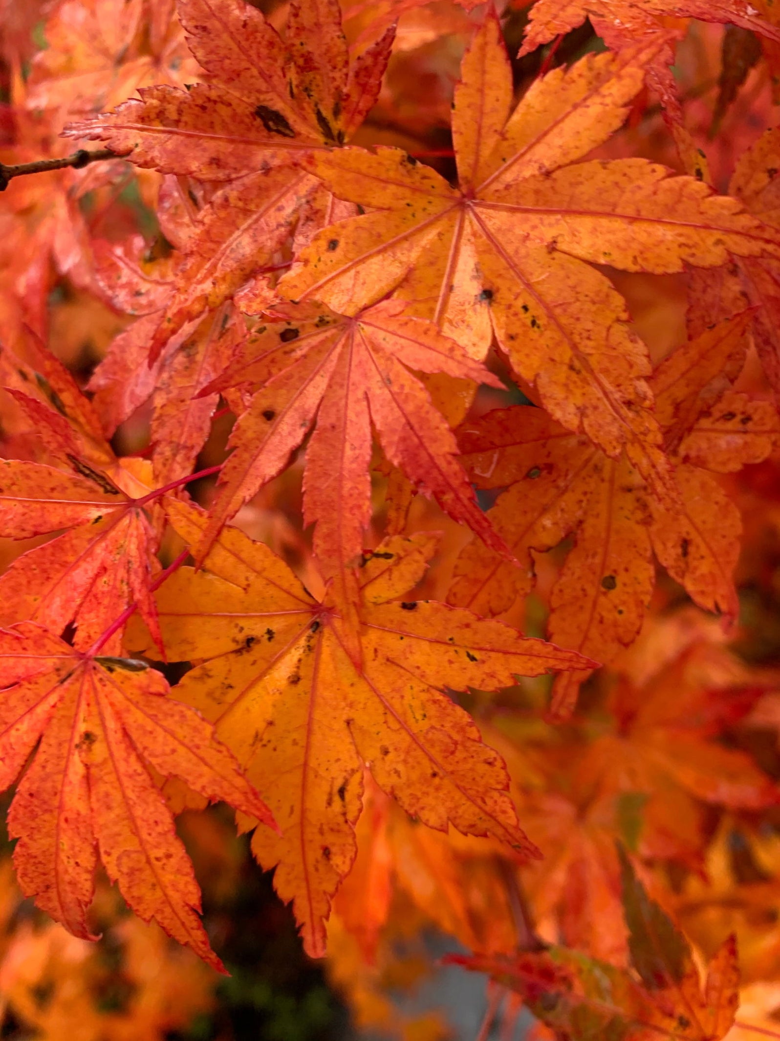 Buy Acer palmatum 'Columnar' Japanese Maple — Mr Maple │ Buy Japanese ...