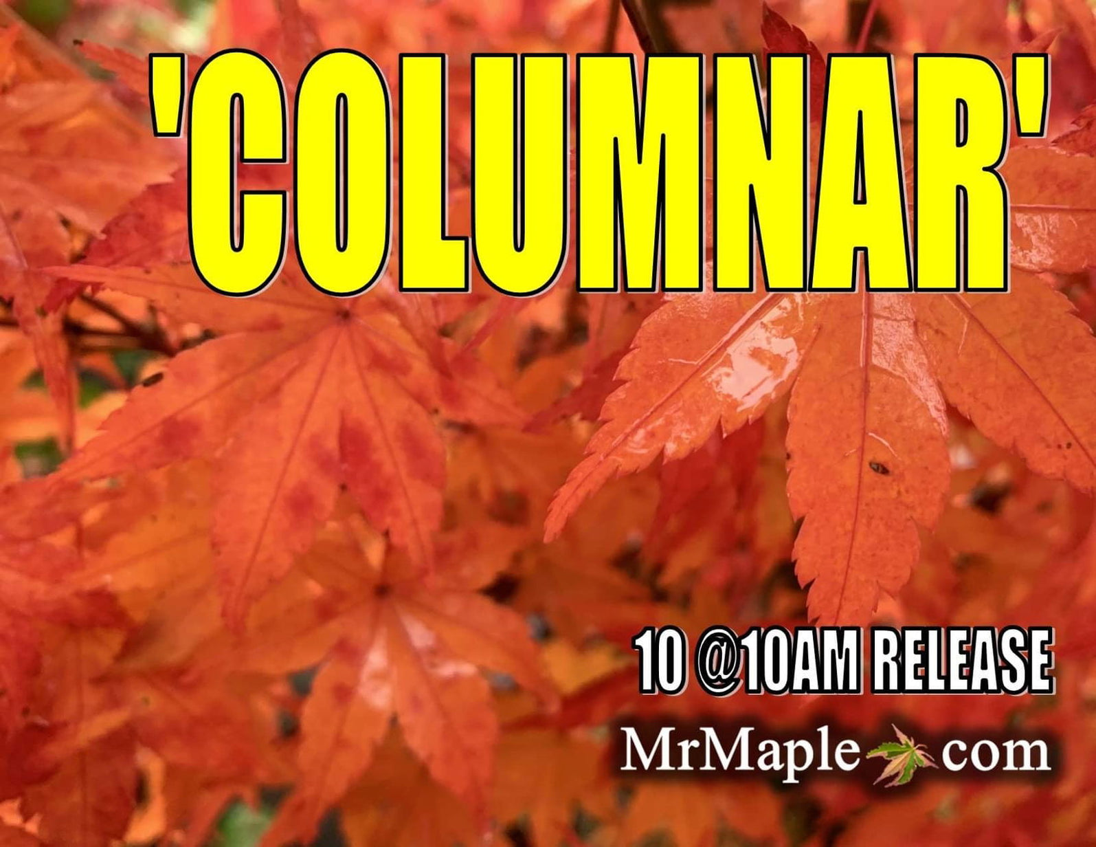 Buy Acer palmatum 'Columnar' Japanese Maple — Mr Maple │ Buy Japanese ...
