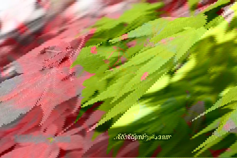 Buy Acer palmatum 'Columnar' Japanese Maple — Mr Maple │ Buy Japanese ...