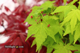 Buy Acer palmatum 'Columnar' Japanese Maple — Mr Maple │ Buy Japanese ...
