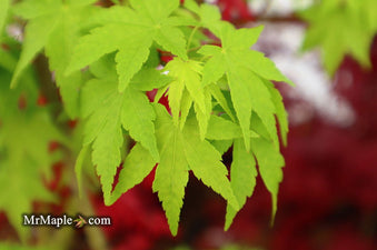 Buy Acer palmatum 'Columnar' Japanese Maple — Mr Maple │ Buy Japanese ...
