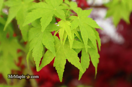 Buy Acer palmatum 'Columnar' Japanese Maple — Mr Maple │ Buy Japanese ...