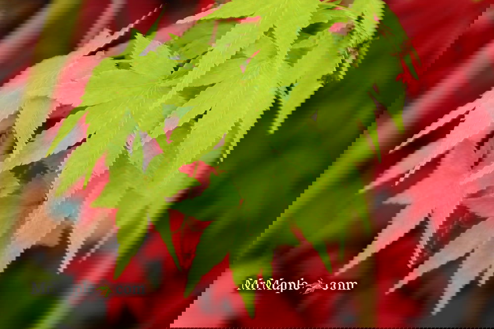 Buy Acer palmatum 'Columnar' Japanese Maple — Mr Maple │ Buy Japanese ...