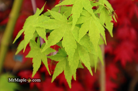 Buy Acer palmatum 'Columnar' Japanese Maple — Mr Maple │ Buy Japanese ...