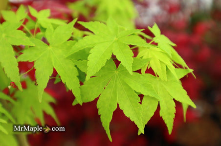 Buy Acer palmatum 'Columnar' Japanese Maple — Mr Maple │ Buy Japanese ...