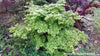 Buy Acer palmatum 'Coonara Pygmy' Dwarf Japanese Maple — Mr Maple │ Buy ...