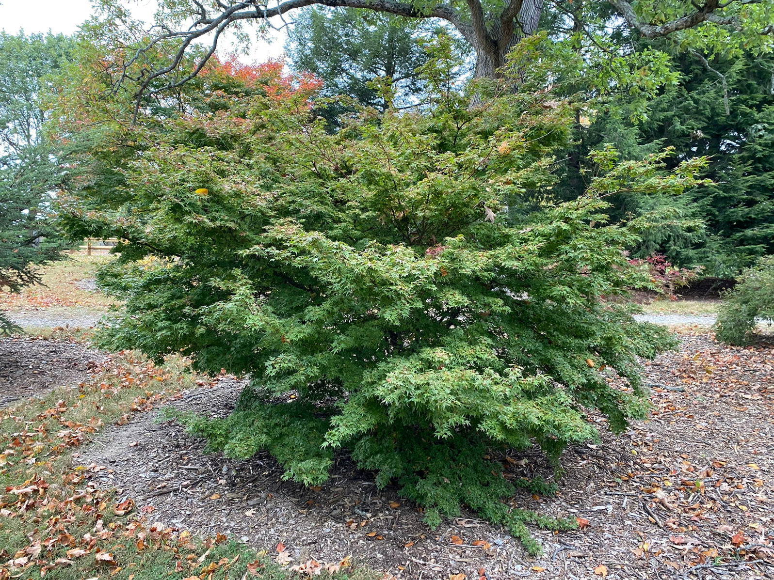 Buy Acer palmatum 'Coonara Pygmy' Dwarf Japanese Maple — Mr Maple │ Buy ...