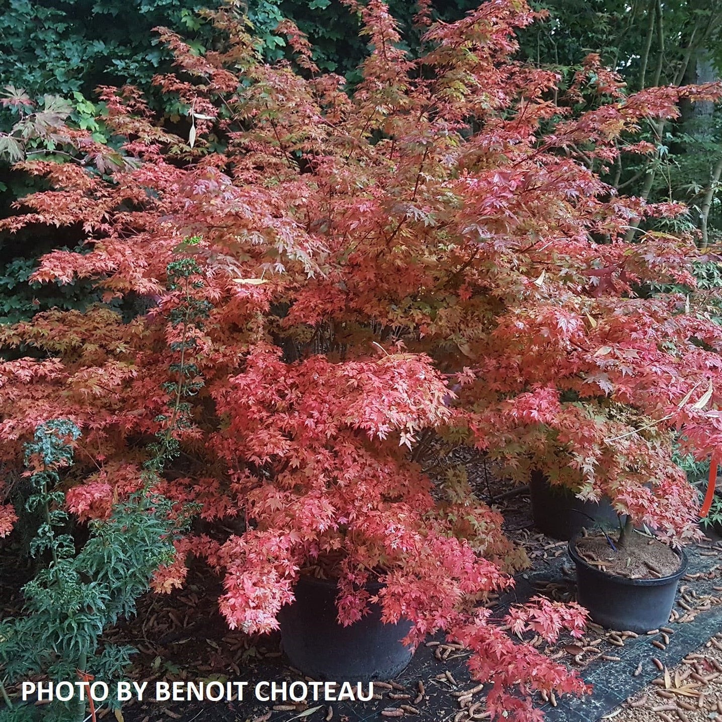 Buy Acer palmatum 'Coonara Pygmy' Dwarf Japanese Maple — Mr Maple │ Buy ...