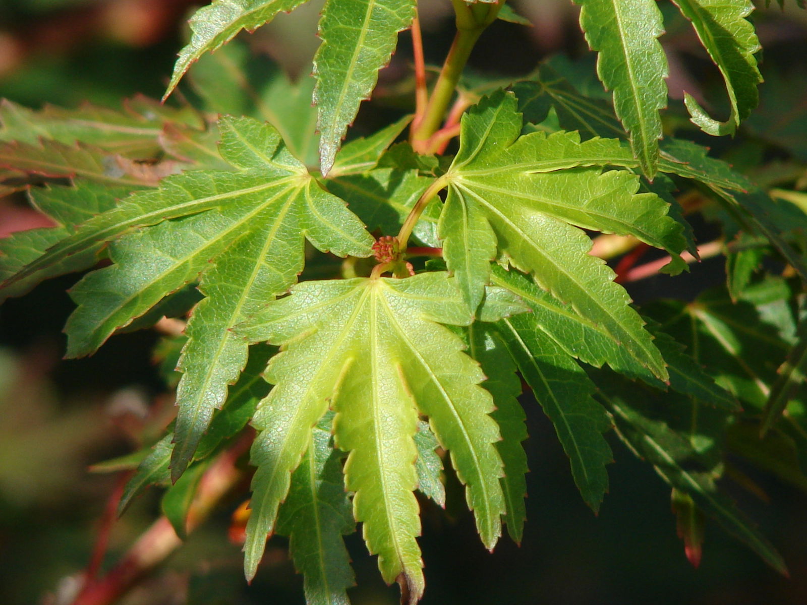 Buy Acer palmatum 'Coonara Pygmy' Dwarf Japanese Maple — Mr Maple │ Buy ...