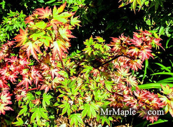 Buy Acer palmatum 'Coonara Pygmy' Dwarf Japanese Maple — Mr Maple │ Buy ...
