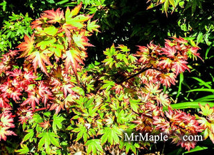 Buy Acer palmatum 'Coonara Pygmy' Dwarf Japanese Maple — Mr Maple │ Buy ...