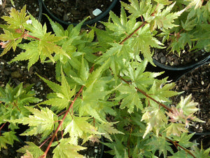 Buy Acer palmatum 'Coonara Pygmy' Dwarf Japanese Maple — Mr Maple │ Buy ...