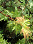 Buy Acer palmatum 'Coonara Pygmy' Dwarf Japanese Maple — Mr Maple │ Buy ...