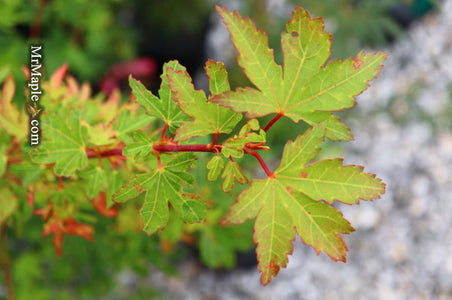 Buy Acer palmatum 'Coonara Pygmy' Dwarf Japanese Maple — Mr Maple │ Buy ...