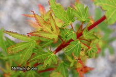 Buy Acer palmatum 'Coonara Pygmy' Dwarf Japanese Maple — Mr Maple │ Buy ...