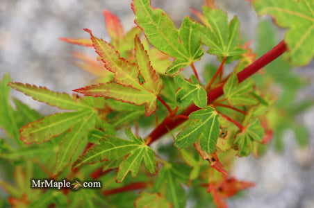 Buy Acer palmatum 'Coonara Pygmy' Dwarf Japanese Maple — Mr Maple │ Buy ...