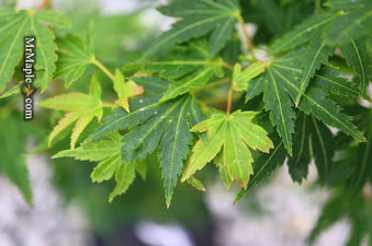 Buy Acer palmatum 'Coonara Pygmy' Dwarf Japanese Maple — Mr Maple │ Buy ...