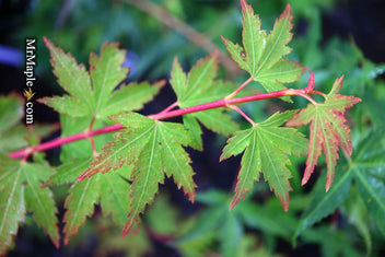 Buy Acer palmatum 'Coonara Pygmy' Dwarf Japanese Maple — Mr Maple │ Buy ...