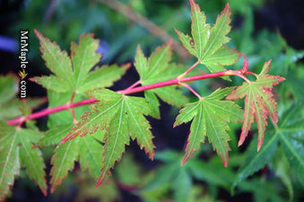 Buy Acer palmatum 'Coonara Pygmy' Dwarf Japanese Maple — Mr Maple │ Buy ...