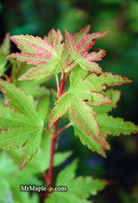 Buy Acer palmatum 'Coonara Pygmy' Dwarf Japanese Maple — Mr Maple │ Buy ...