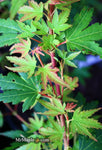 Buy Acer palmatum 'Coonara Pygmy' Dwarf Japanese Maple — Mr Maple │ Buy ...