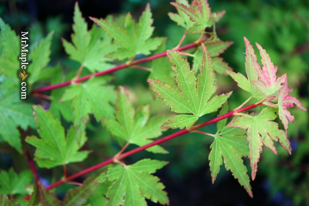 Buy Acer palmatum 'Coonara Pygmy' Dwarf Japanese Maple — Mr Maple │ Buy ...