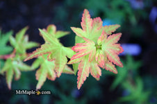 Buy Acer palmatum 'Coonara Pygmy' Dwarf Japanese Maple — Mr Maple │ Buy ...
