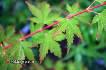 Buy Acer palmatum 'Coonara Pygmy' Dwarf Japanese Maple — Mr Maple │ Buy ...