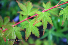 Buy Acer palmatum 'Coonara Pygmy' Dwarf Japanese Maple — Mr Maple │ Buy ...
