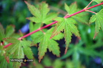 Buy Acer palmatum 'Coonara Pygmy' Dwarf Japanese Maple — Mr Maple │ Buy ...