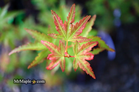 Buy Acer palmatum 'Coonara Pygmy' Dwarf Japanese Maple — Mr Maple │ Buy ...