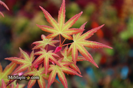 Buy Acer palmatum 'Coral Magic' Pink Japanese Maple — Mr Maple │ Buy ...