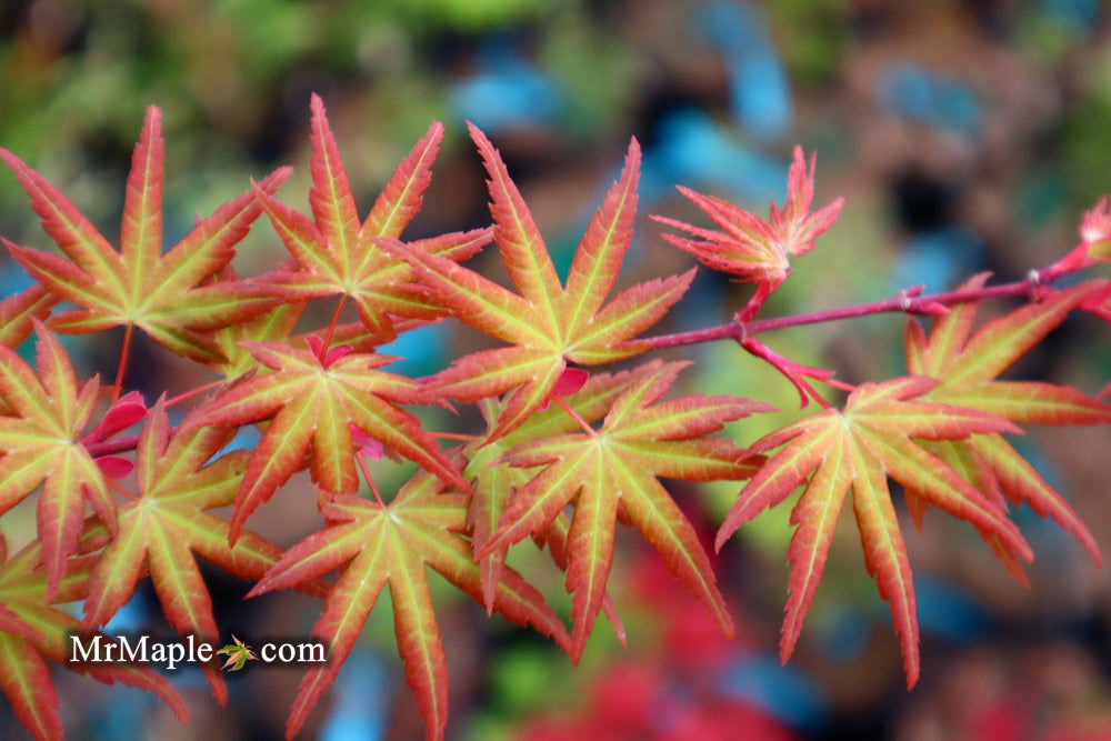 Buy Acer palmatum 'Coral Magic' Pink Japanese Maple — Mr Maple │ Buy ...